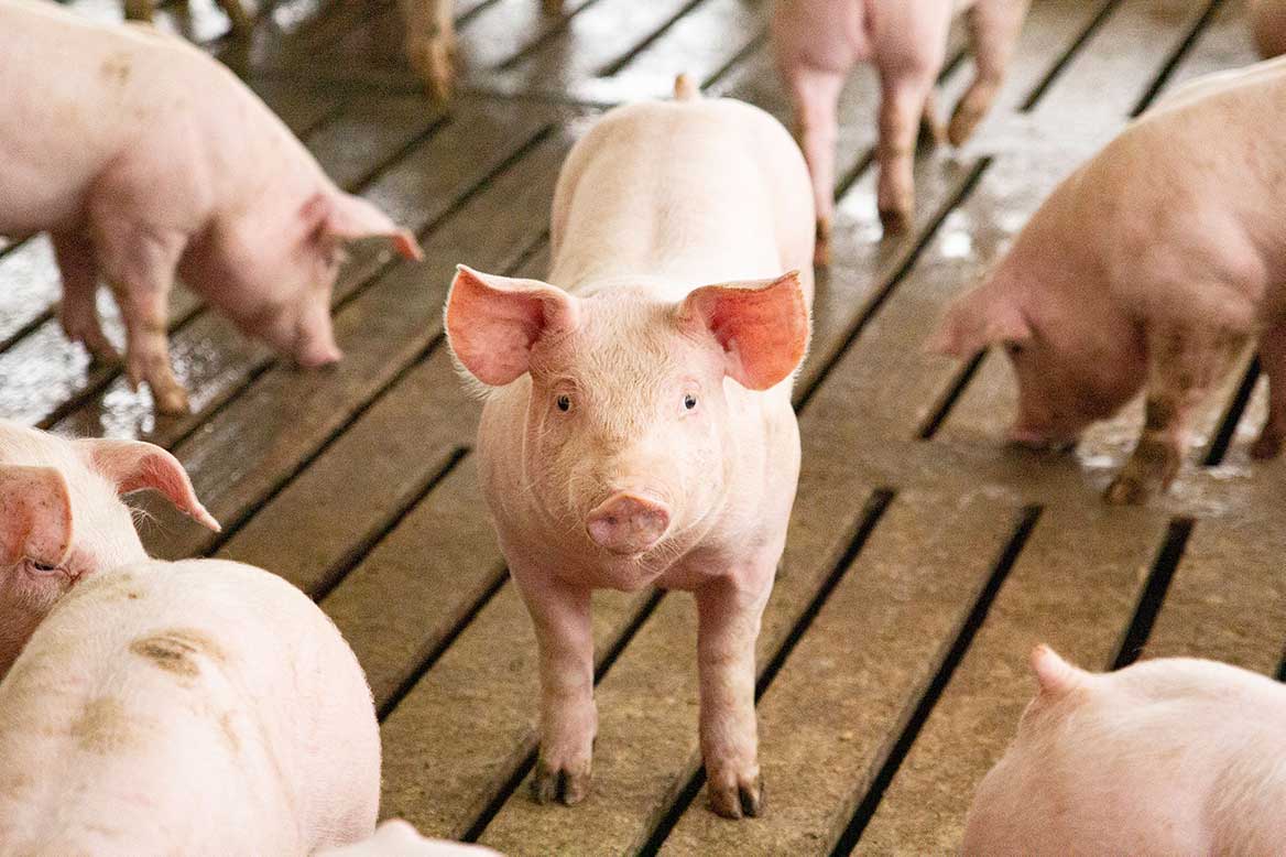 Mycotoxins, The Invisible Handicap In Swine