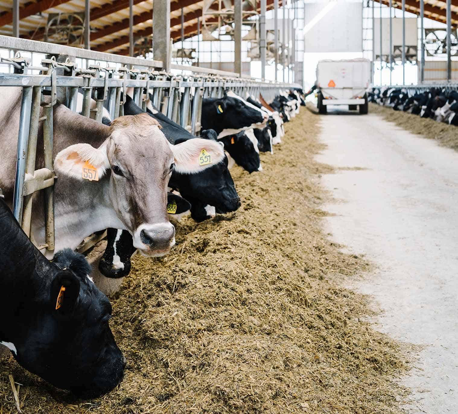 Dairy Premixes - Furst-McNess Company