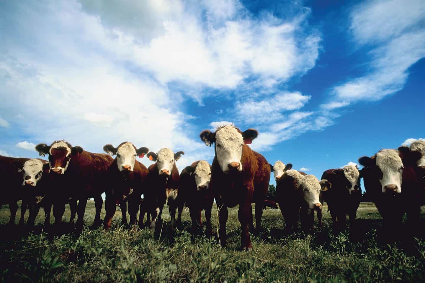 Force Premier Mate - Furst-McNess Company